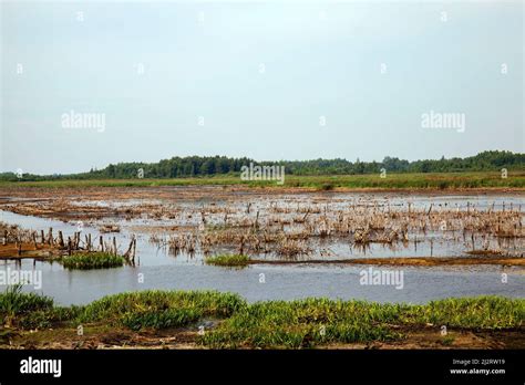 A Swamp Flooded With Water With Different Vegetation Nature With