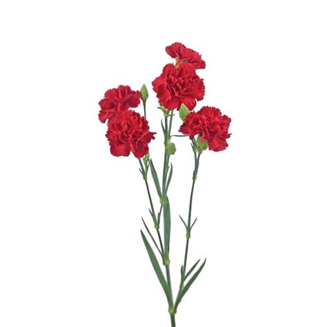 Red Mini Carnations Blossom Plus Flowers For All Occasion Wholesale Flowers