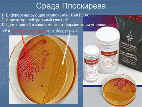Микробиологическая диагностика энтеробактерий - online presentation