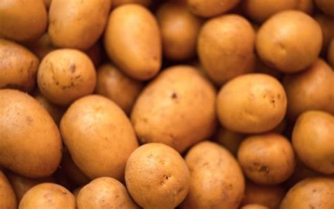 알고 먹으면 더 맛있는 감자 감자의 효능과 종류 파이낸셜뉴스 알고 먹으면 더 맛있는 감자 감자의 효능과 종류 파이낸셜뉴스