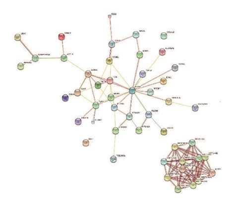 The Differentially Expressed Genes Were Used To Search The String