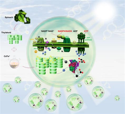 Schematic Illustration Of Programmable Artificial Photosynthetic Download Scientific Diagram