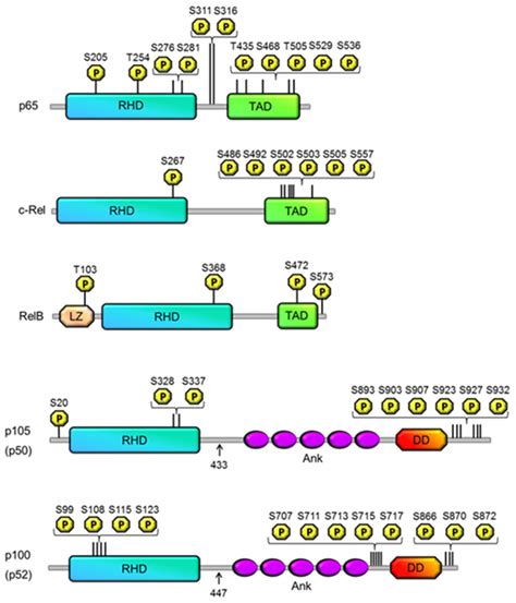 The Regulation Of Nf κb Subunits By Phosphorylation