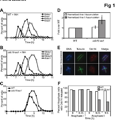 Figure 1 From Control Of The Mitotic Exit Network During Meiosis