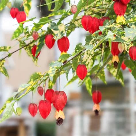 Variegated Chinese Lantern Abutilon Rare Flowering Maple Semi Tropical