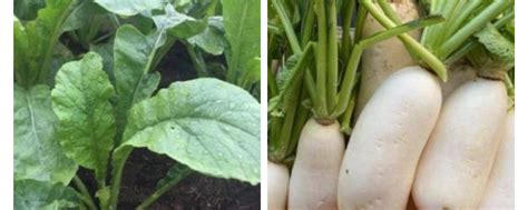 ពិសេស មែន ឆៃថាវ គឺជាឱសថដែលអាចប្រឆាំងជំងឺមហារីកបាន នគរដ្រេហ្គន