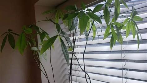 Asexual Propagation Of Plants A Comprehensive Guide For Successful Plant Reproduction