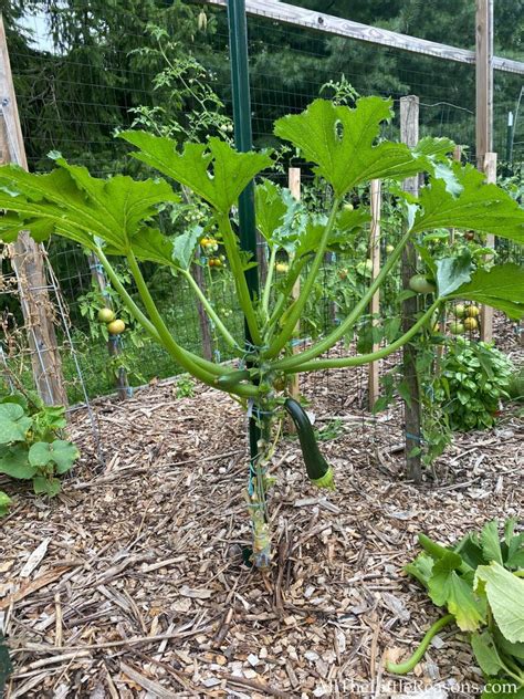 How To Train Zucchini To Climb Step By Step Guide 2026