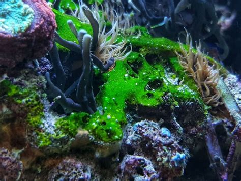 Synbiobeta On Linkedin Meet Chonkus The Algae That Eats Carbon And Sinks Like A Rock Synbiobeta