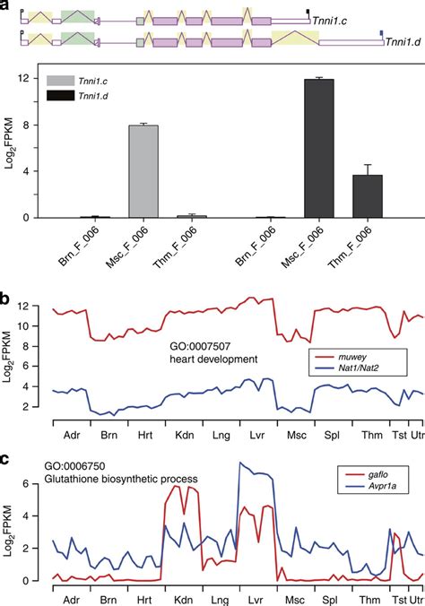 Alternative Polyadenylation Variants A An Example Of Alternative Download Scientific Diagram