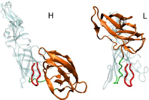 Topological Constraint Imposed By Loop In Moving Between Structures H Download Scientific