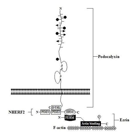 Illustration Of The Podocalyxin Protein Structure Podocalyxins