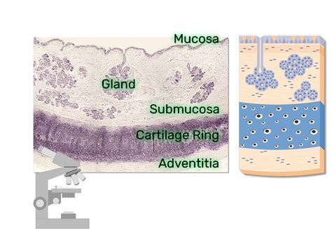 Trachea Cell Diagram Trachea Definition Anatomy Function And More
