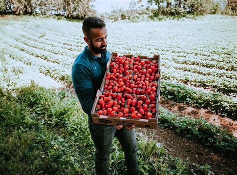 The Joy Of U Pick Farms A Guide To Berry Picking In Abbotsford