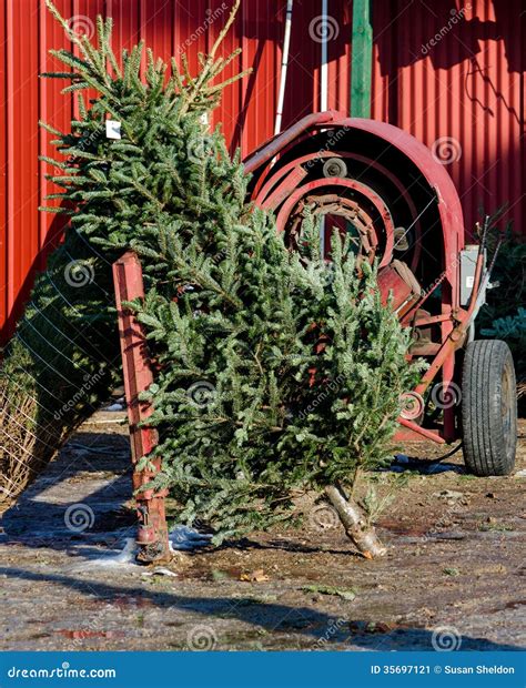 Christmas Tree And Tree Wrapping Machine Stock Image Image Of