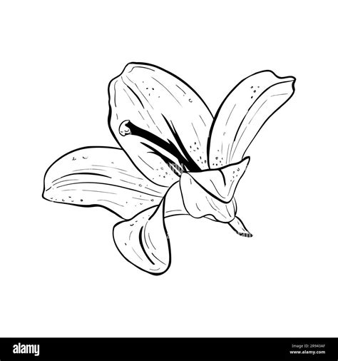 Lily Flower Drawing Outline Line Art Lily Flower Flower Drawing Lily