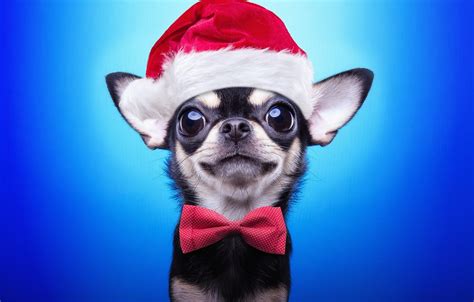 Funny Christmas Dog Wallpapers - Top Free Funny Christmas Dog Backgrounds - WallpaperAccess