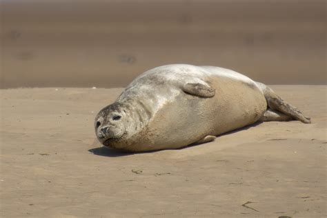 Seal Anatomy And Physiology The Marine Mammal Vet