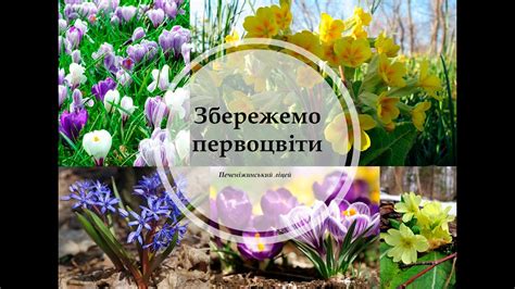 АкціяЗбережемо первоцвіти Youtube АкціяЗбережемо первоцвіти Youtube