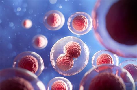 Cell Fate Determination How Cells Choose Their Paths In Developing Tissues