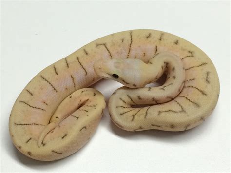 Killer Blast Ball Python