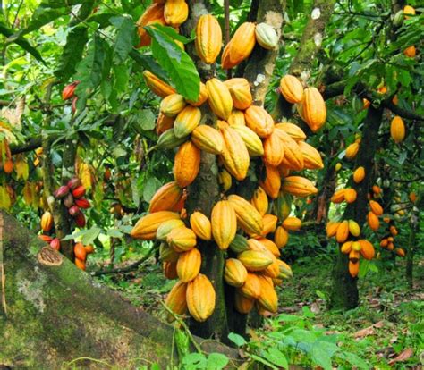 Good Site Selection For Cocoa Farming The Secret To High Yield Nobowa Learn