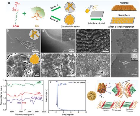 Coassembly Of Lam And Ga A Schematic Diagram For Two Different Download Scientific Diagram