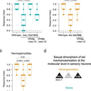 Mec 12 And Tmc 1 Function Cell And Sex Specifically In Tail Download Scientific Diagram