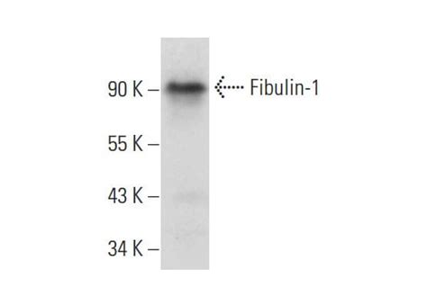Anti Fibulin 1 Antibody B 2 Scbt Santa Cruz Biotechnology