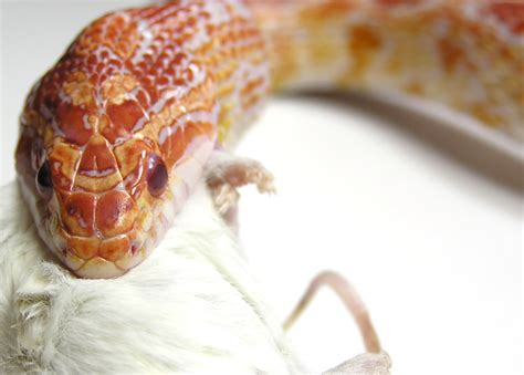 Corn Snake Complete Food Guide Zen Habitats