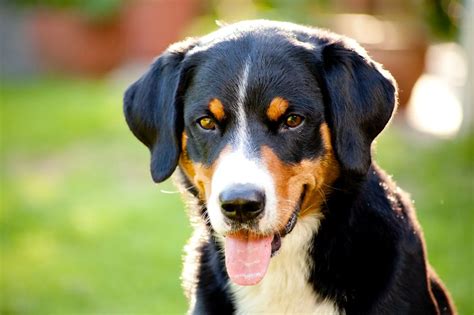 Appenzeller Sennenhund Charakter Haltung And Pflege Zooplus Magazine