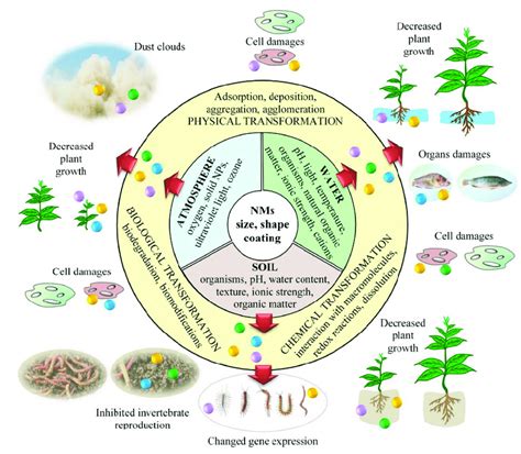 Toxicity And Health Impact Of Nps Adapted With Permission From Ref