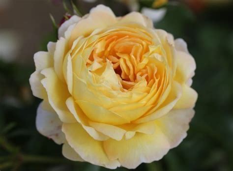 Rose Belle De Jour Rosa Belle De Jour Roses Hybrid T Roses Roses Buckingham Nurseries Ltd