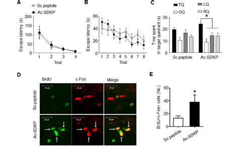 Ac Sdkp Administration Enhances Spatial Memory A C The Effect Of Download Scientific Diagram