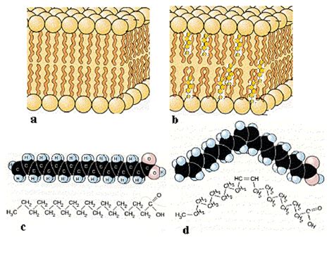 Schematic Drawings Of An Associative Memory Model A Shows A Neural Download Scientific Diagram
