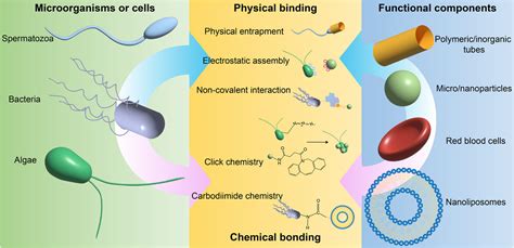 Soft Bio‐microrobots Toward Biomedical Applications Wang Advanced