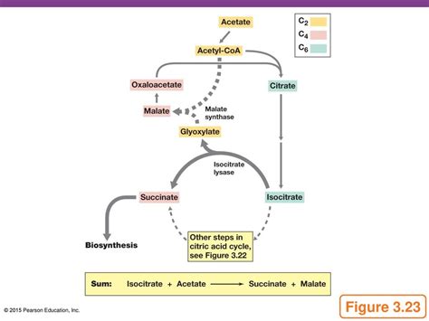 Iii Fermentation And Respiration Overview Ppt Download