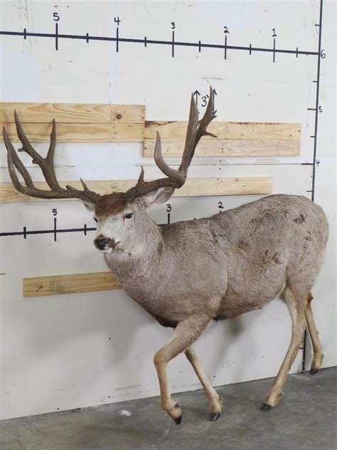 At Auction Lifesize Mule Deer W Huge 13pt Rack No Base Taxidermy
