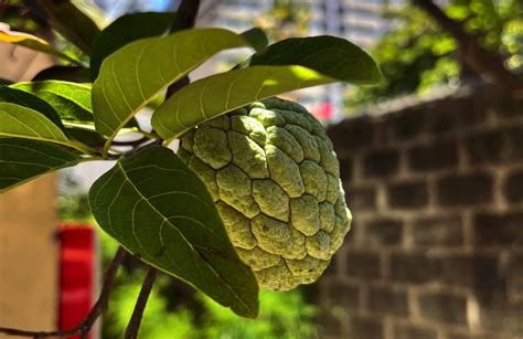 Atis Or Custard Apple Or Sugar Apple Yummy Kitchen