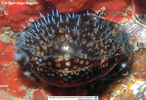 Mauritia Maculifera Reticulated Cowrie