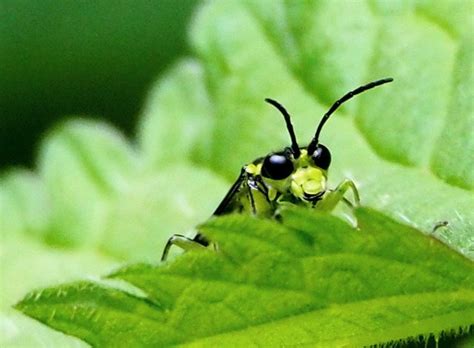 Tenthredo Eurogaster Mesomela Linnaeus 1758 Sawflies