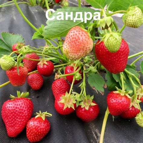 Клубника «Сандра» — описание, фото и характеристики сорта садовой земляники