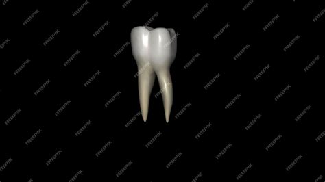 Premium Photo The Mandibular Second Molar Resembles The Mandibular First Permanent Molar