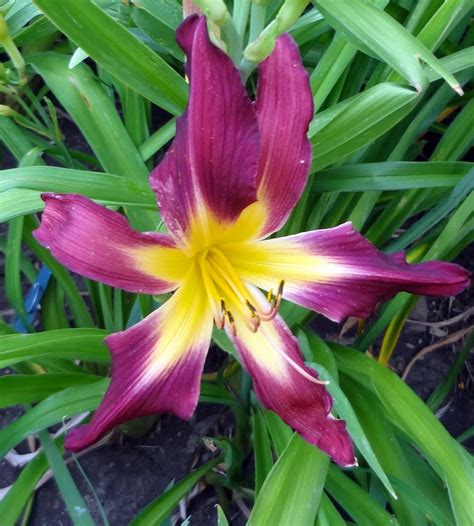 Daylily Hemerocallis Radical Raspberry Curls In The Daylilies Database