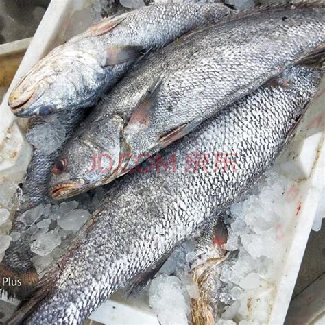 源外园 新鲜海捕鳘鱼 民鱼 米鱼 敏鱼 鮸鱼 鳘鱼胶 10斤大号鳘鱼11 13条【图片 价格 品牌 报价】 京东