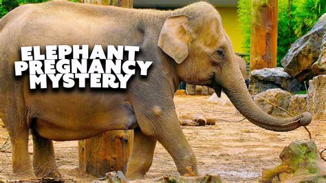 Elephant Pregnancy The Longest Gestation Its Insane Whattoknowblog
