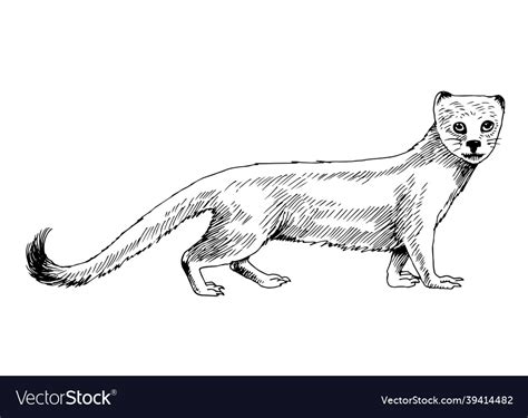 Step By Step How To Draw A Banded Mongoose