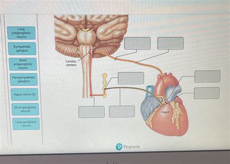 [solved] long preganglionic neuron sympathetic ganglion short cardiac