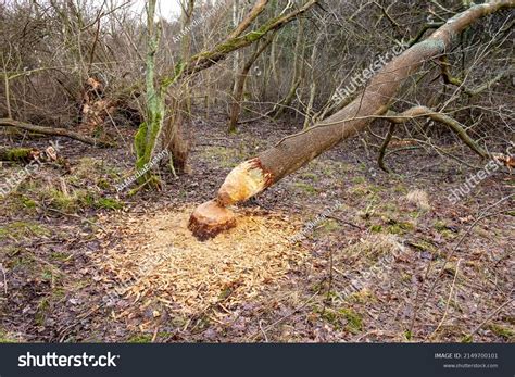Shredded Tree Trunk Images Stock Photos Vectors Shutterstock