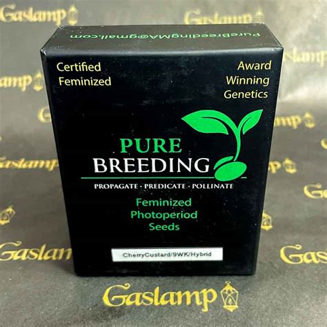 Pure Breeding Cherry Custard Feminized Seeds Gaslamp Seeds